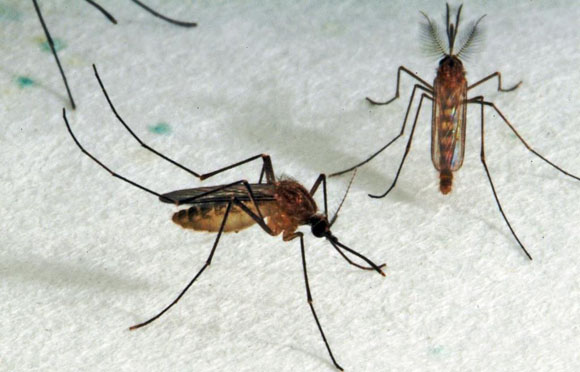 Les moustiques du genre Culex ne transmettent pas le virus Zika ... Les moustiques du genre Culex ne transmettent pas le virus Zika ...