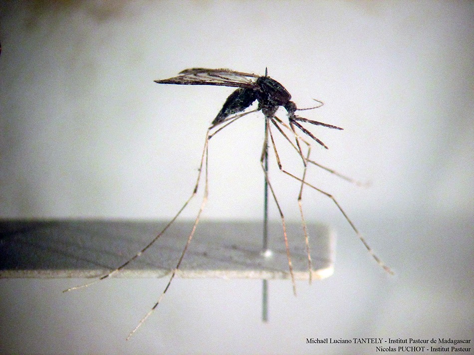 Anopheles coustani, vecteur majeur du paludisme à Miarinarivo dans la ...